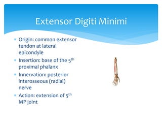 Anatomy of forearm | PPTX