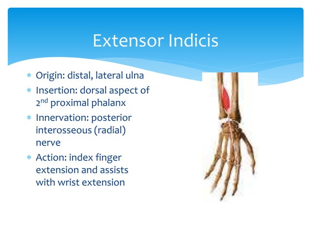 Anatomy of forearm | PPTX