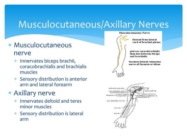 Anatomy of forearm | PPTX