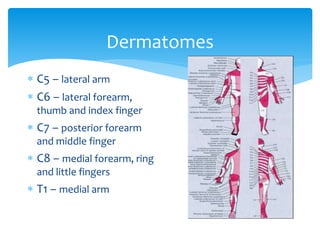 Anatomy of forearm | PPTX
