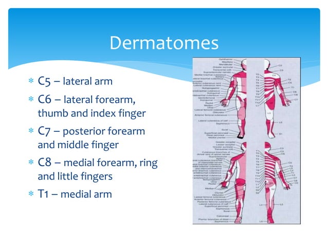 Anatomy of forearm | PPTX