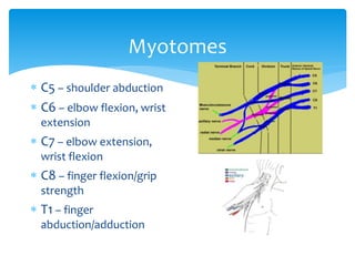 Anatomy of forearm | PPTX