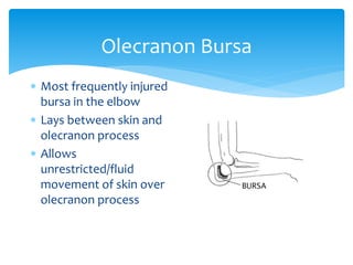 Anatomy of forearm | PPTX
