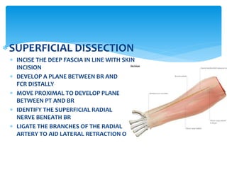 Anatomy of forearm | PPTX