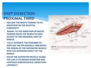 Anatomy of forearm | PPTX