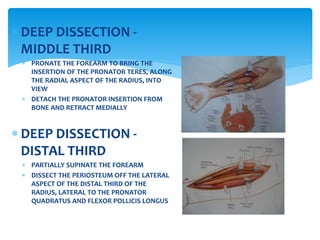Anatomy of forearm | PPTX