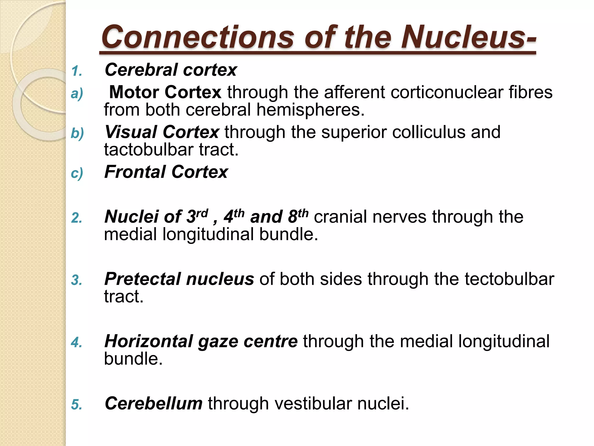 Anatomy of fourth and sixth cranial nerve 06.12.13