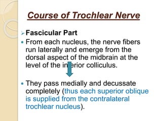 Anatomy of fourth and sixth cranial nerve 06.12.13