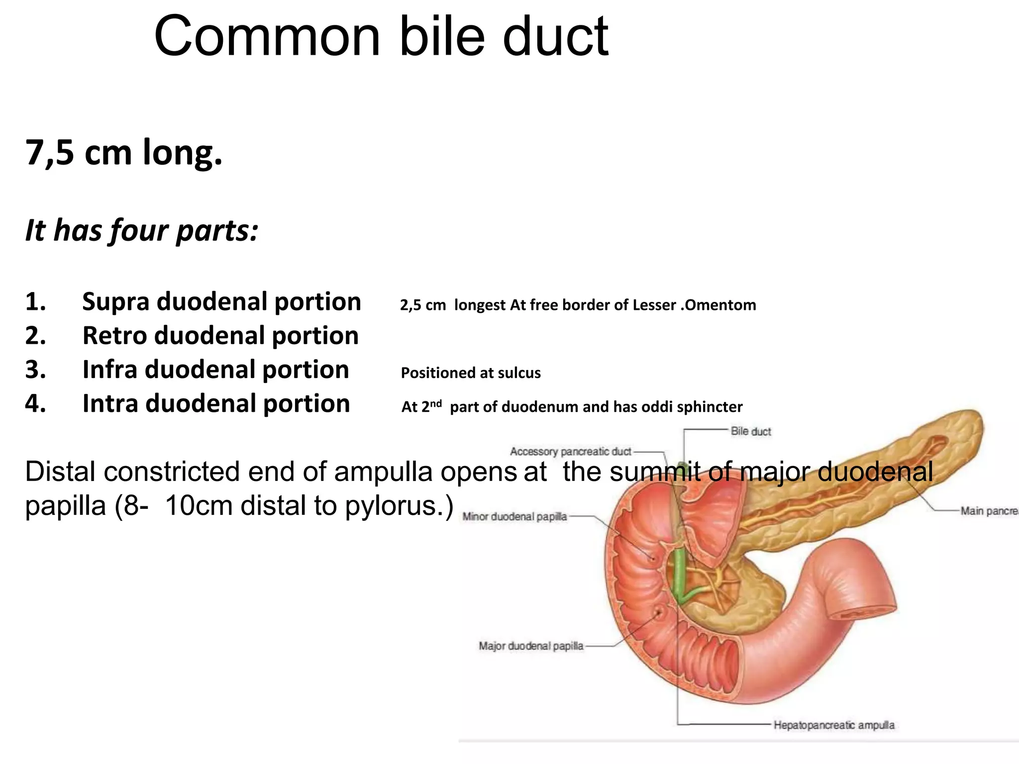 Gall bladder Anatomo physiology | PPTX
