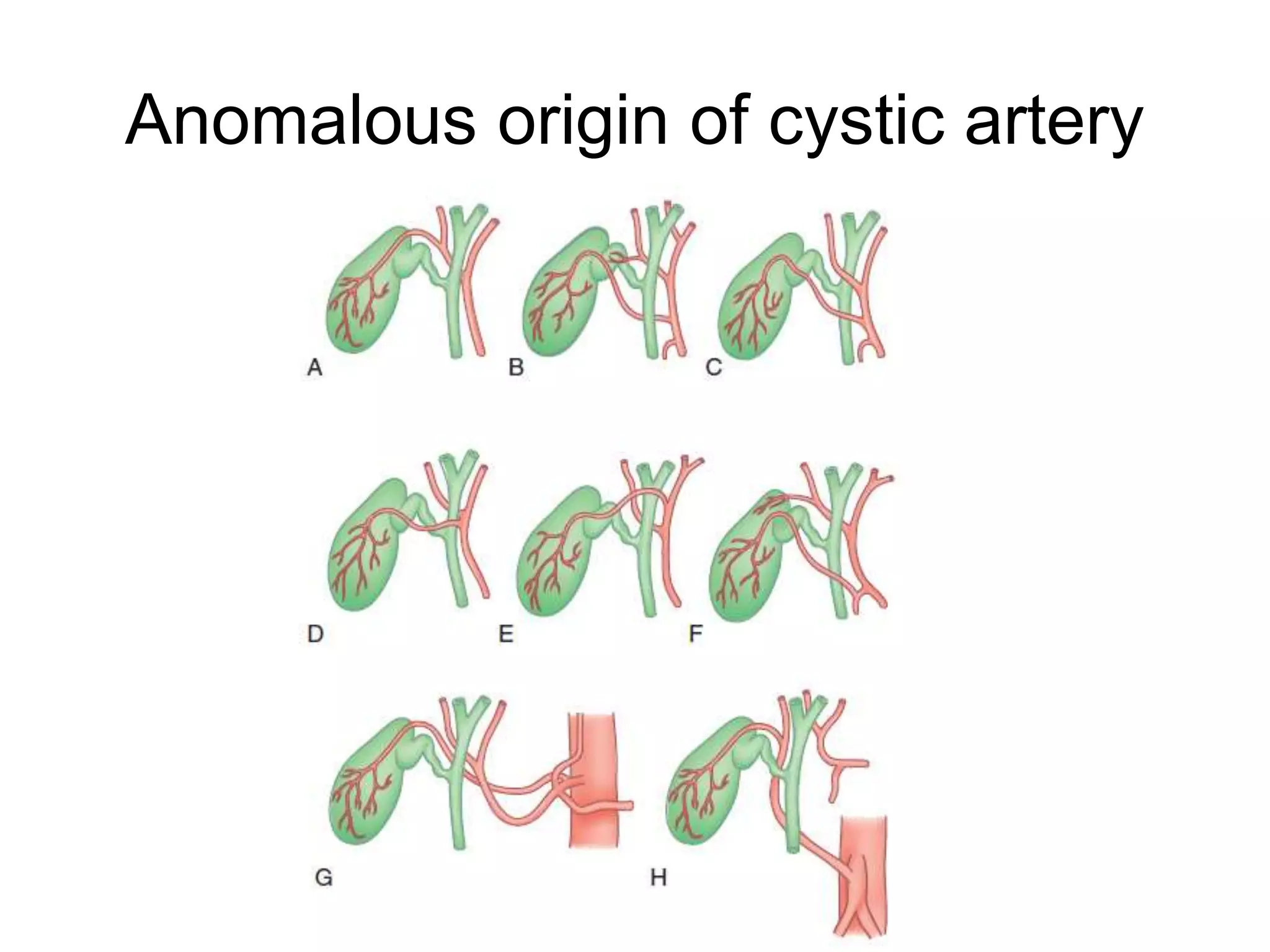 Anatomy of gall bladder | PPTX
