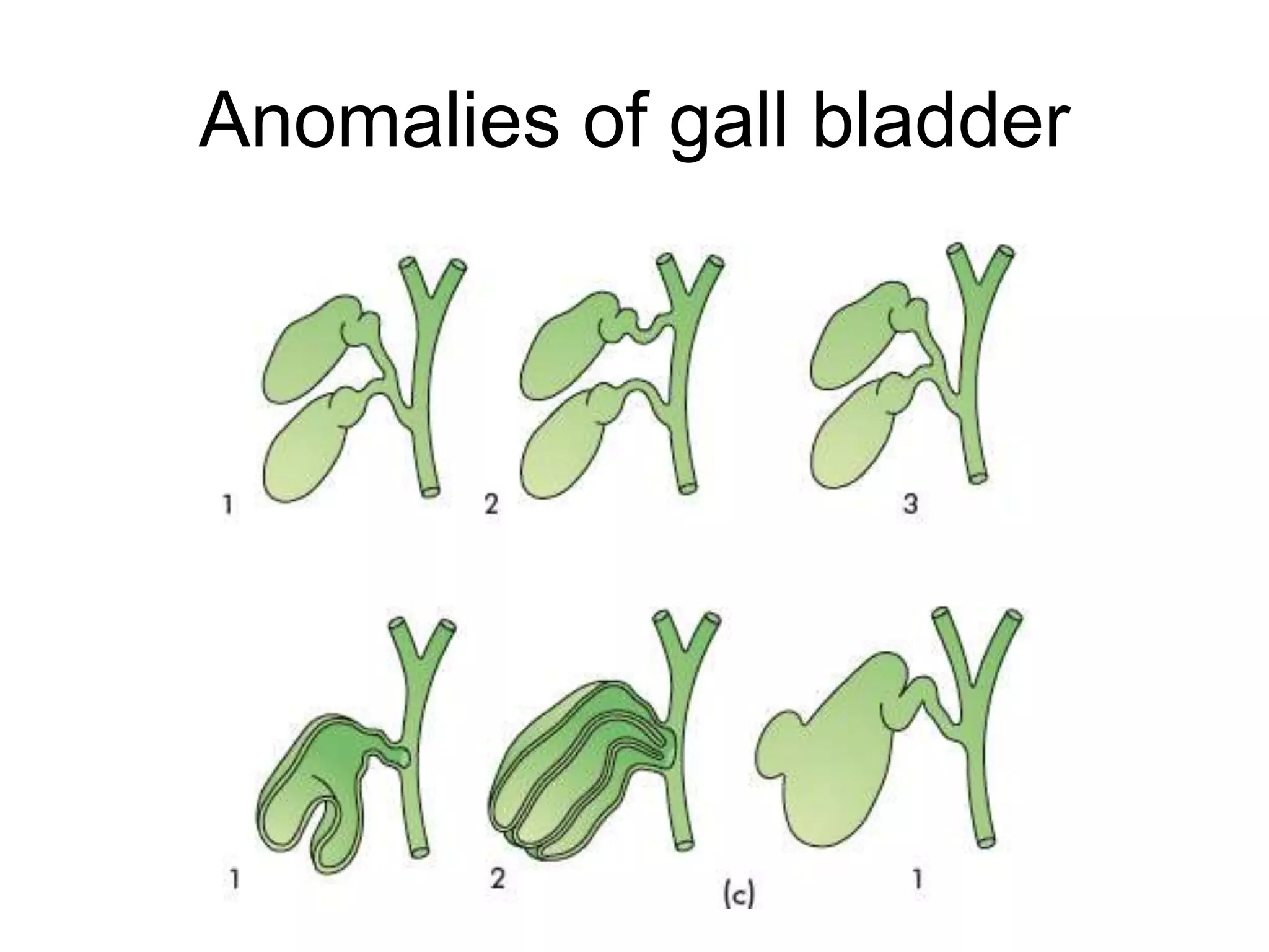Anatomy of gall bladder | PPTX