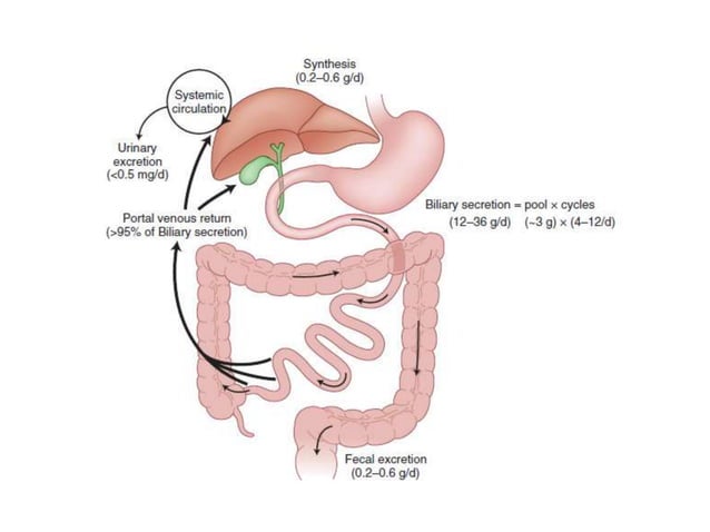 Anatomy of gall bladder | PPTX