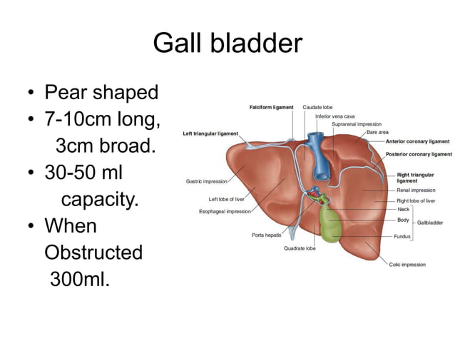 Anatomy of gall bladder | PPTX