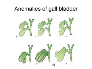 Anatomy of gall bladder | PPTX