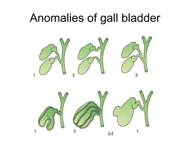 Anatomy of gall bladder | PPTX