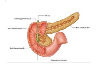 Gall Bladder Slide