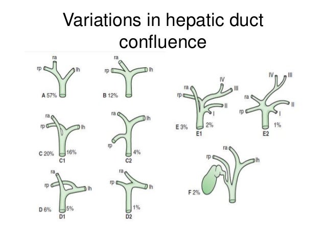 Anatomy of gall bladder