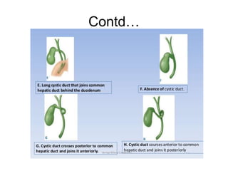 Anatomy of gall bladder | PPTX