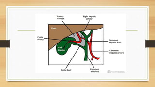 ANATOMY AND PHYSIOLOGY OF GALL BLADDER | PPTX