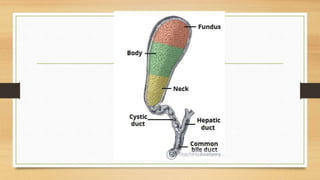 ANATOMY AND PHYSIOLOGY OF GALL BLADDER | PPTX