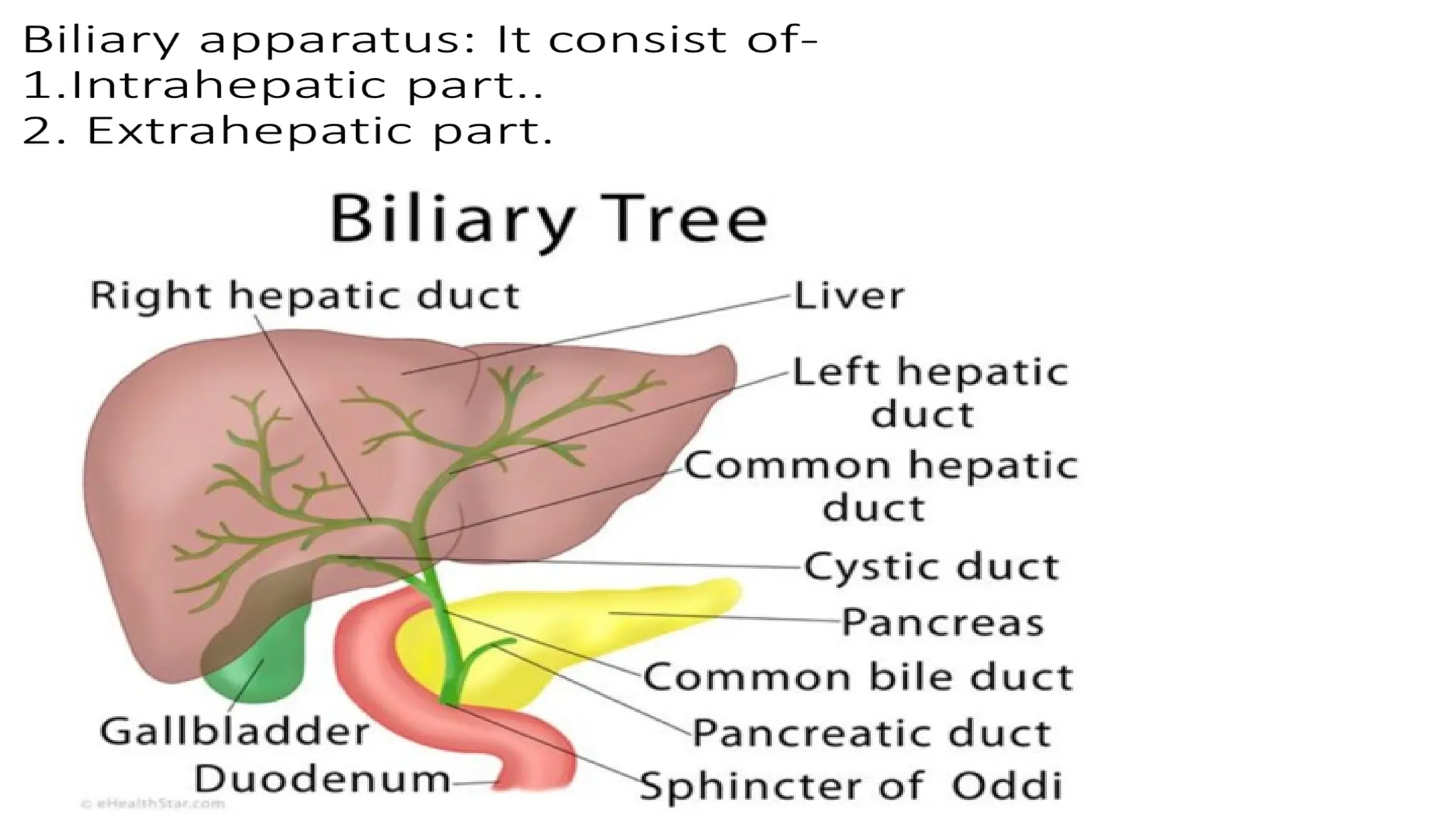Anatomy of Gall bladder and Biliary tree.pptx