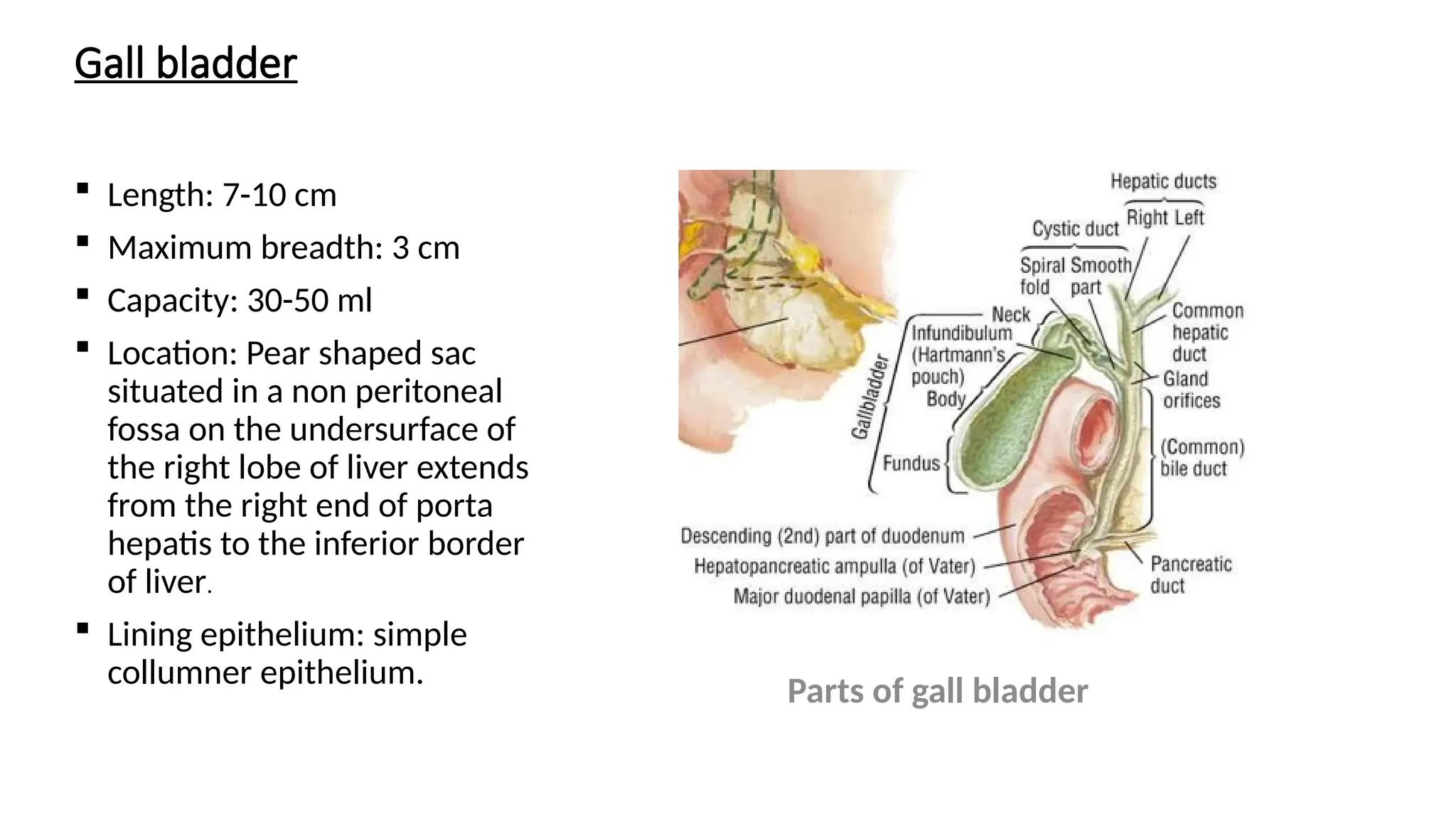 Anatomy of Gall bladder and Biliary tree.pptx