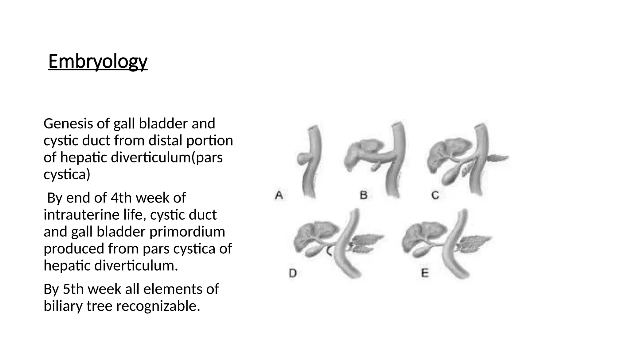 Anatomy of Gall bladder and Biliary tree.pptx