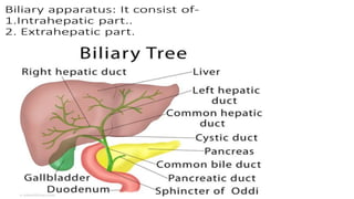 Anatomy of Gall bladder and Biliary tree.pptx