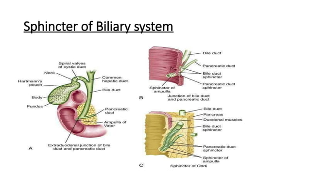 Anatomy of Gall bladder and Biliary tree.pptx