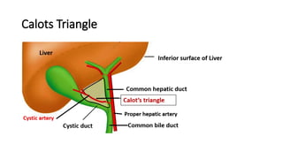 Anatomy of Gall bladder and Biliary tree.pptx