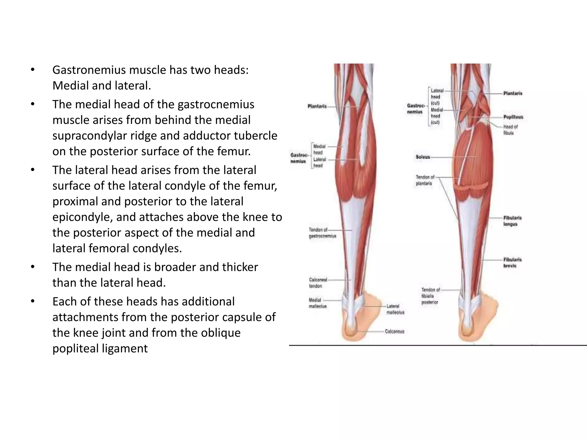 ANATOMY OF GASTROCSOLEUS COMPLEX AND TEAR OF TENDO.pptx