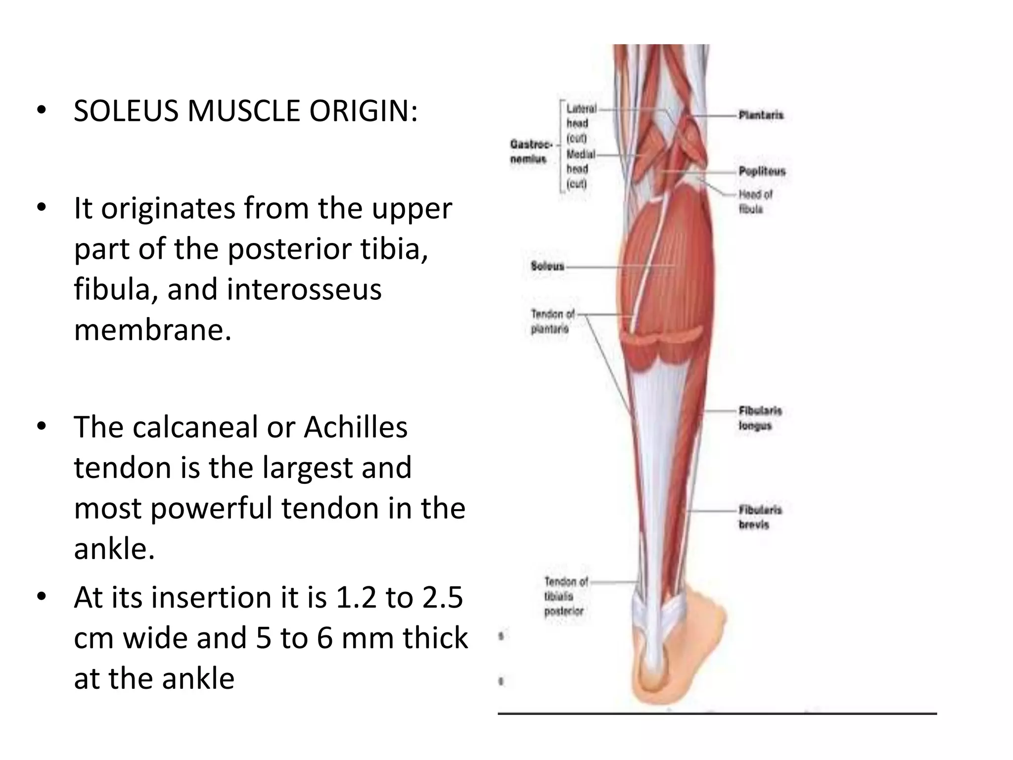 ANATOMY OF GASTROCSOLEUS COMPLEX AND TEAR OF TENDO.pptx