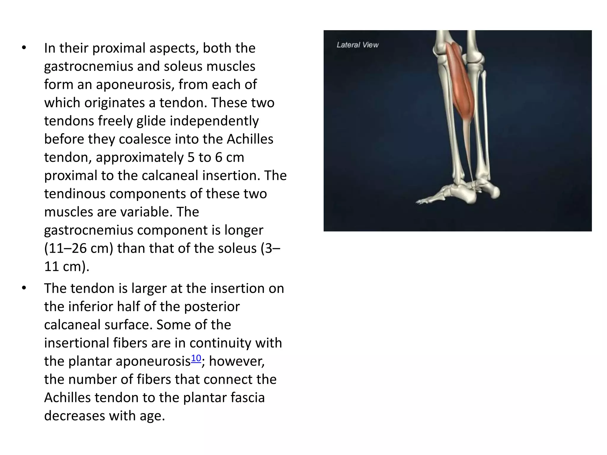 ANATOMY OF GASTROCSOLEUS COMPLEX AND TEAR OF TENDO.pptx