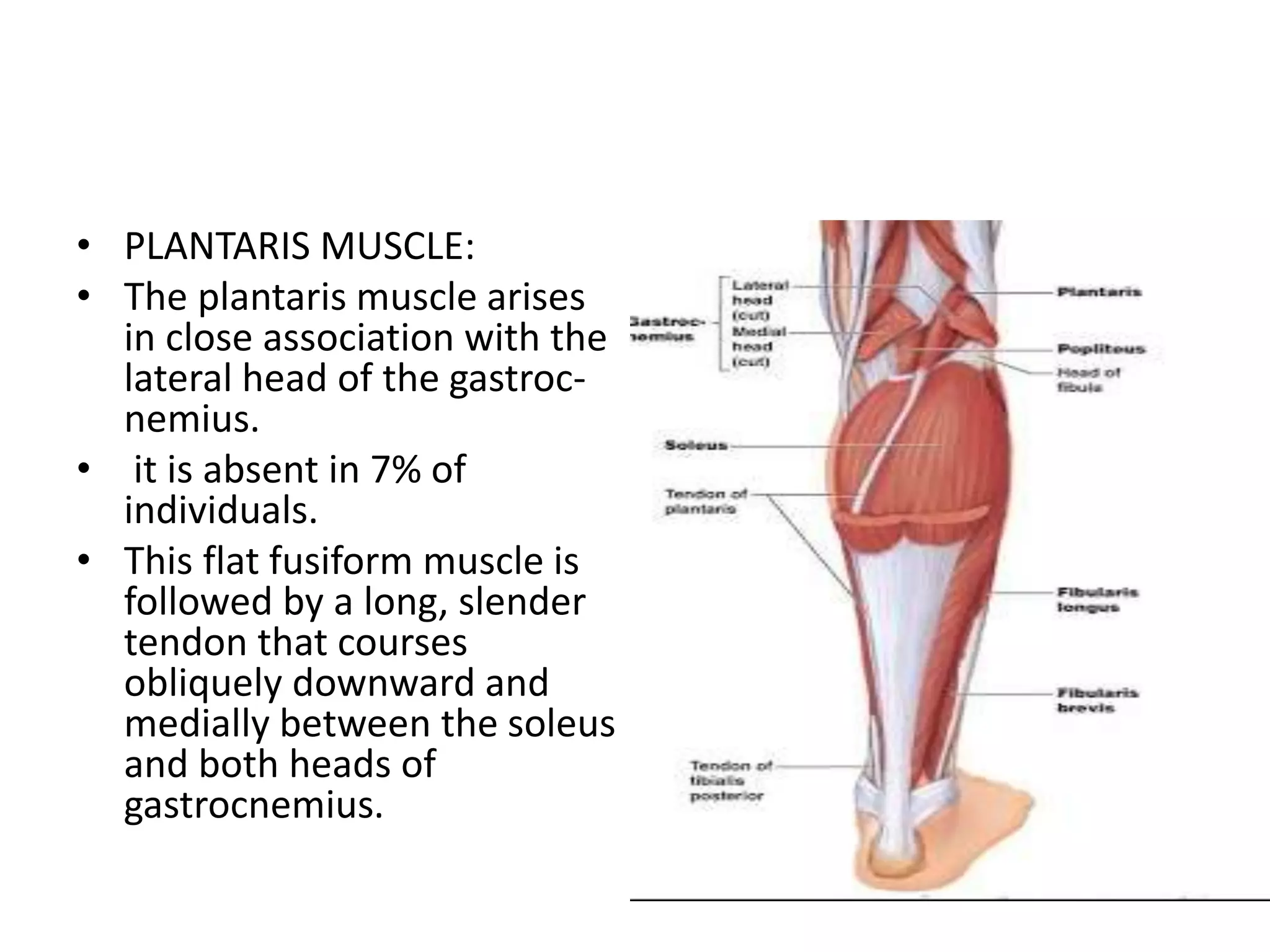 ANATOMY OF GASTROCSOLEUS COMPLEX AND TEAR OF TENDO.pptx
