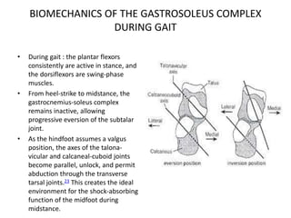 ANATOMY OF GASTROCSOLEUS COMPLEX AND TEAR OF TENDO.pptx