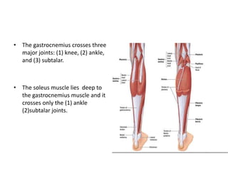 ANATOMY OF GASTROCSOLEUS COMPLEX AND TEAR OF TENDO.pptx