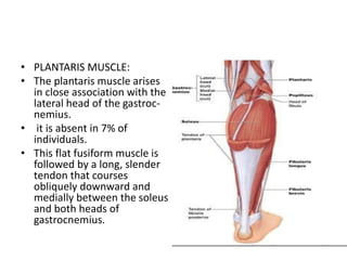 ANATOMY OF GASTROCSOLEUS COMPLEX AND TEAR OF TENDO.pptx