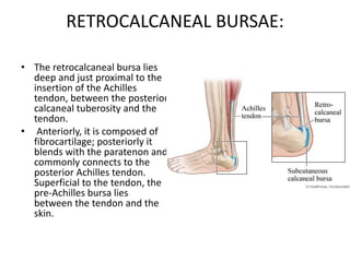 ANATOMY OF GASTROCSOLEUS COMPLEX AND TEAR OF TENDO.pptx