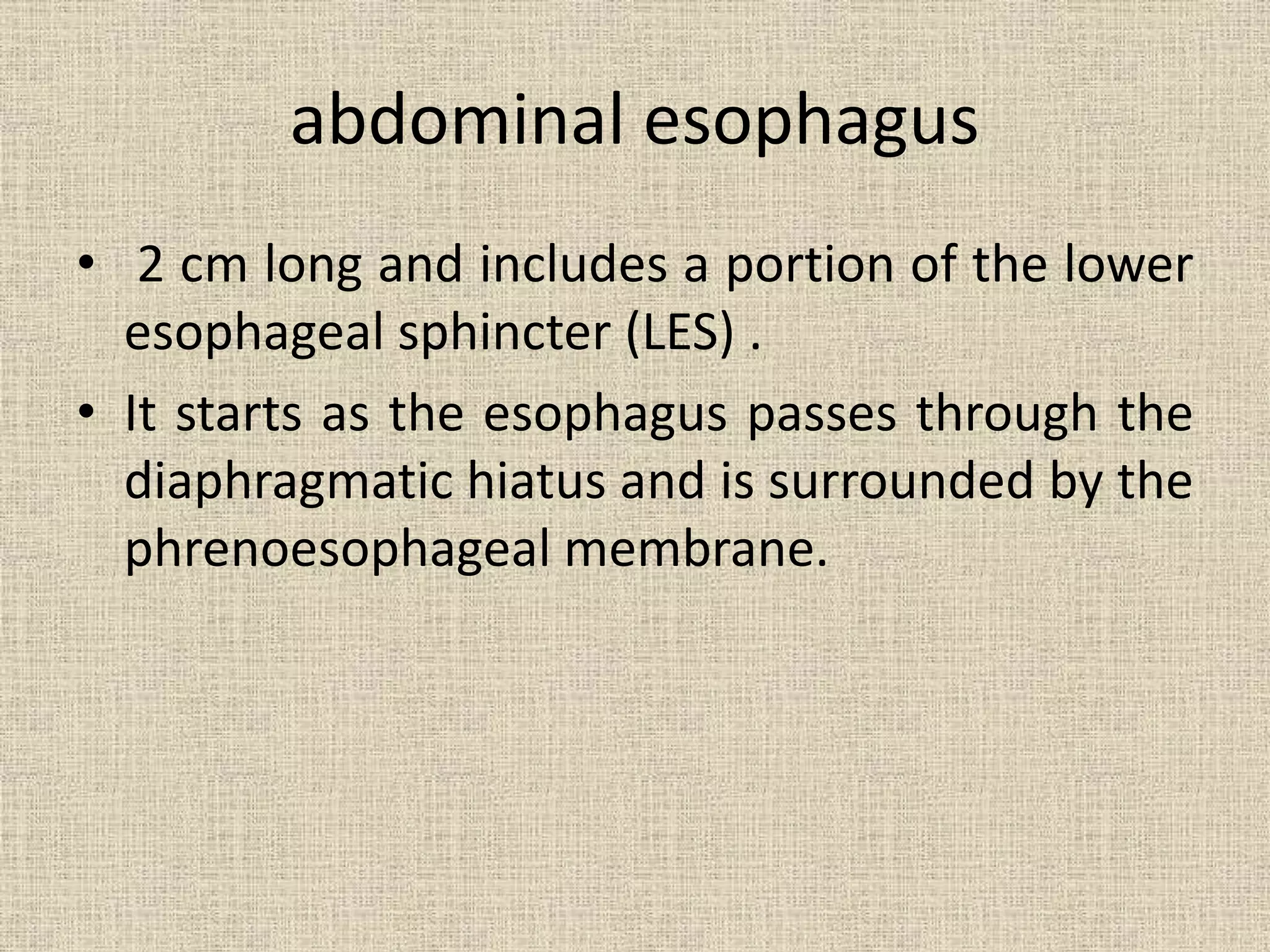 Anatomy of gastroesophagial junction with specail reference to hiatus ...