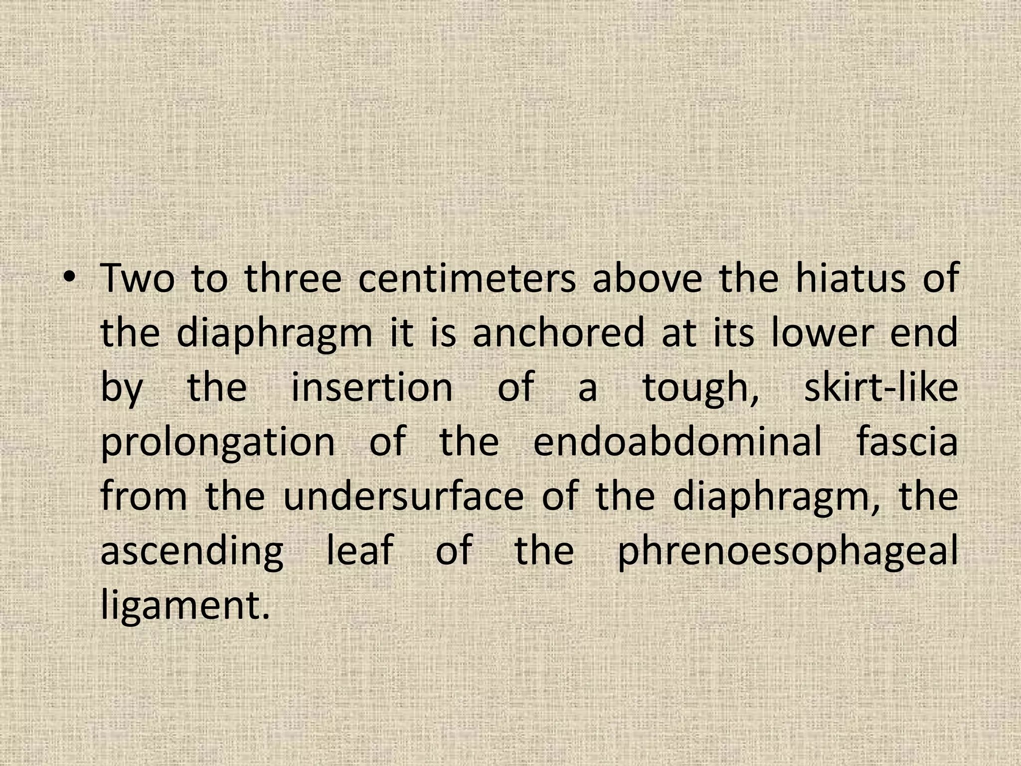 Anatomy of gastroesophagial junction with specail reference to hiatus ...
