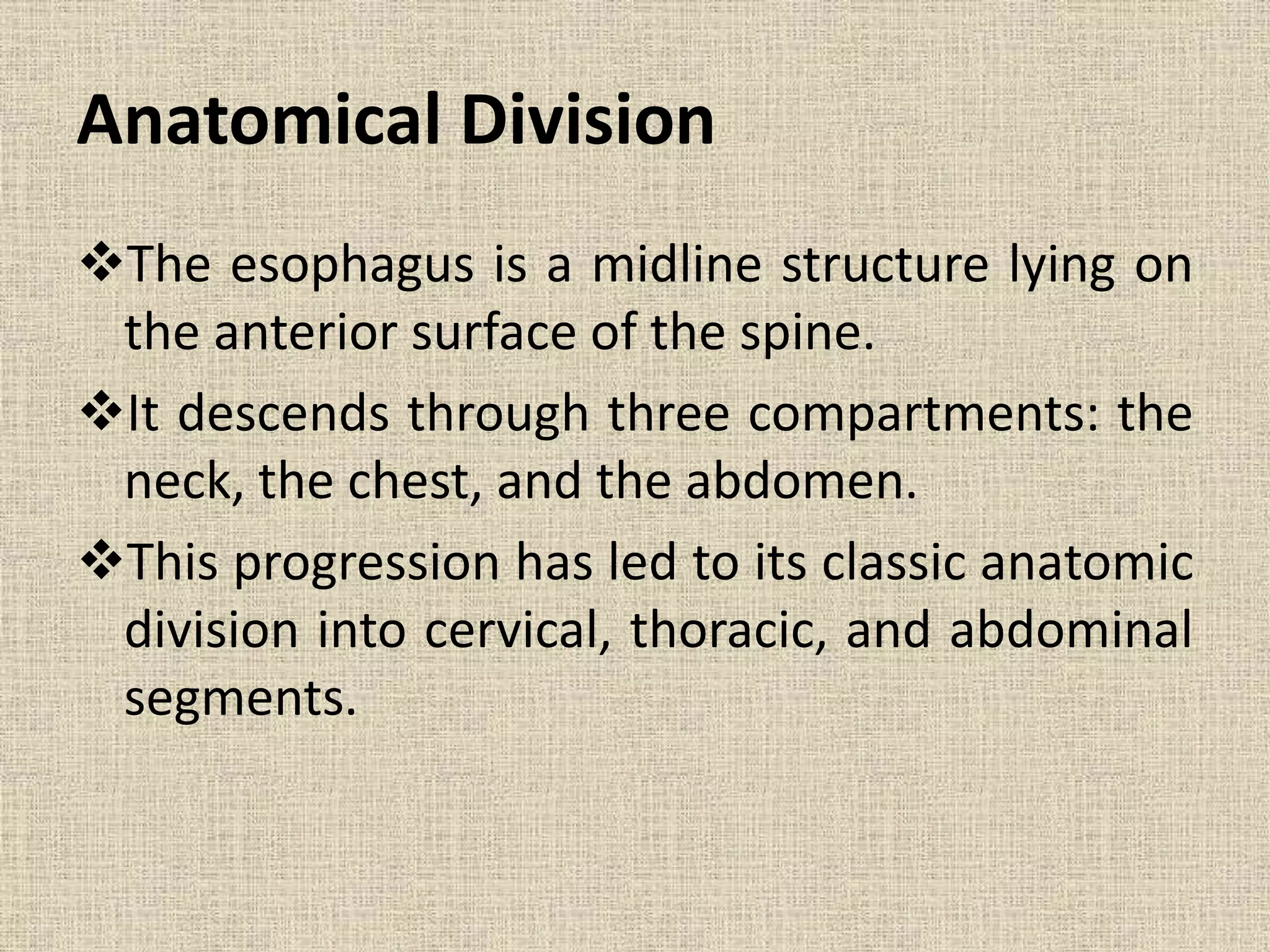 Anatomy of gastroesophagial junction with specail reference to hiatus ...