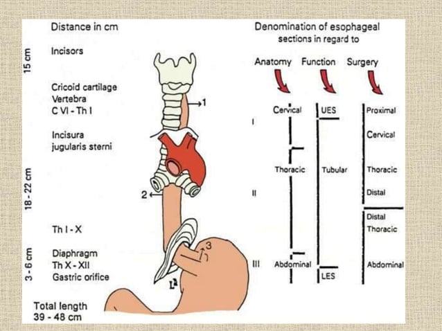 Anatomy of gastroesophagial junction with specail reference to hiatus ...