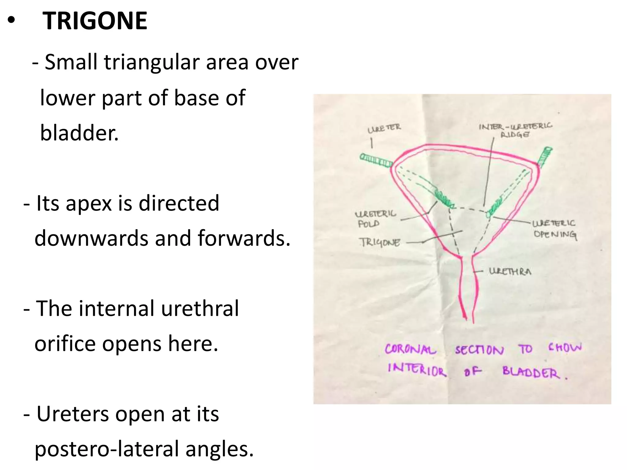 Anatomy of female external genital tract, urethra, urinary bladder | PPTX