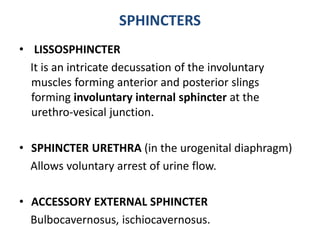 Anatomy of female external genital tract, urethra, urinary bladder | PPTX