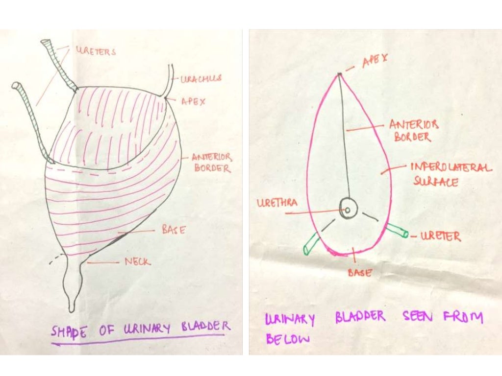 Anatomy of female external genital tract, urethra, urinary bladder