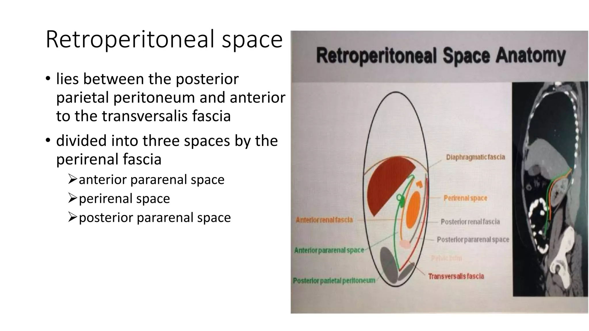 Anatomy of genitourinary system | PPTX