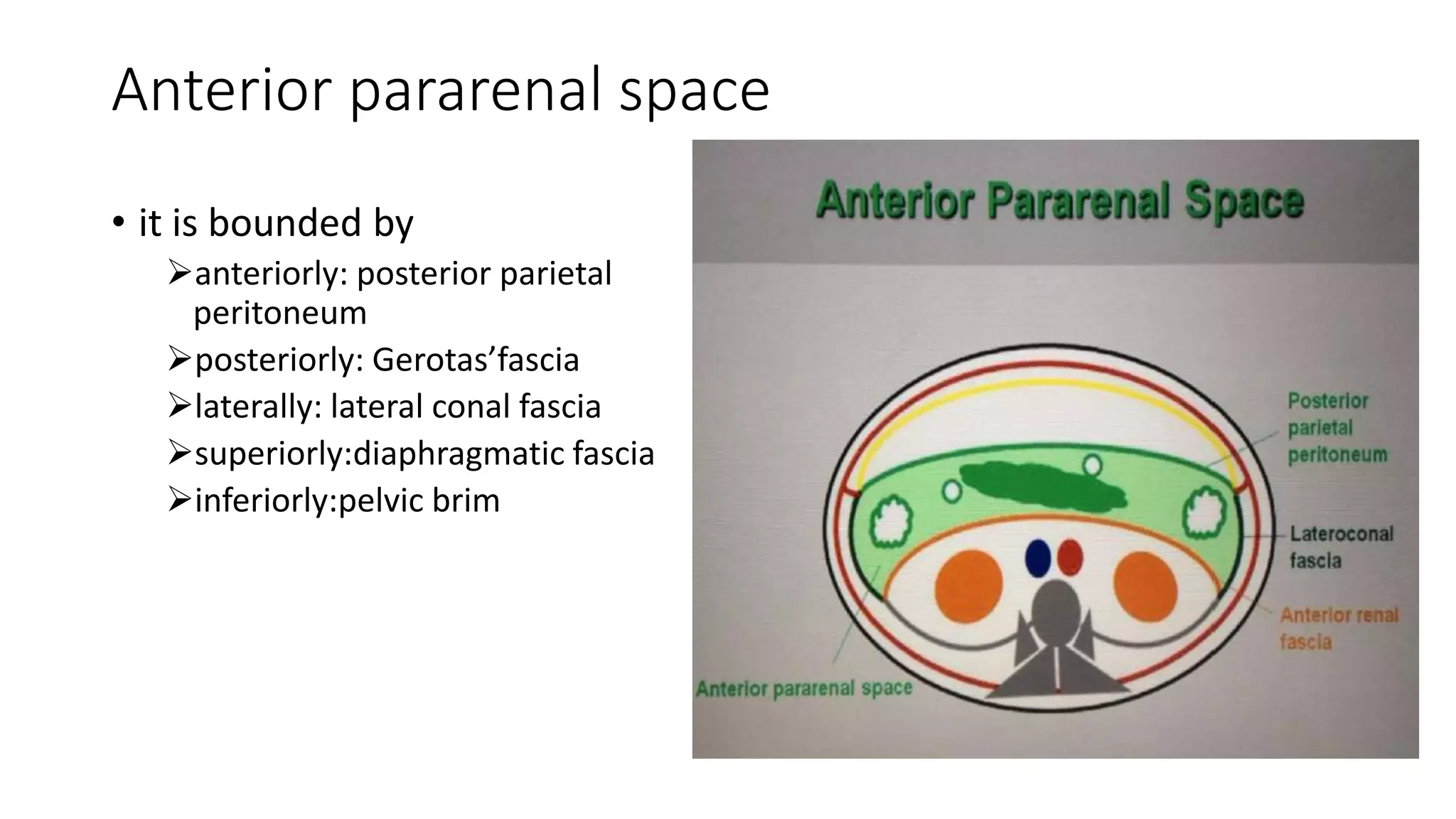 Anatomy of genitourinary system | PPTX