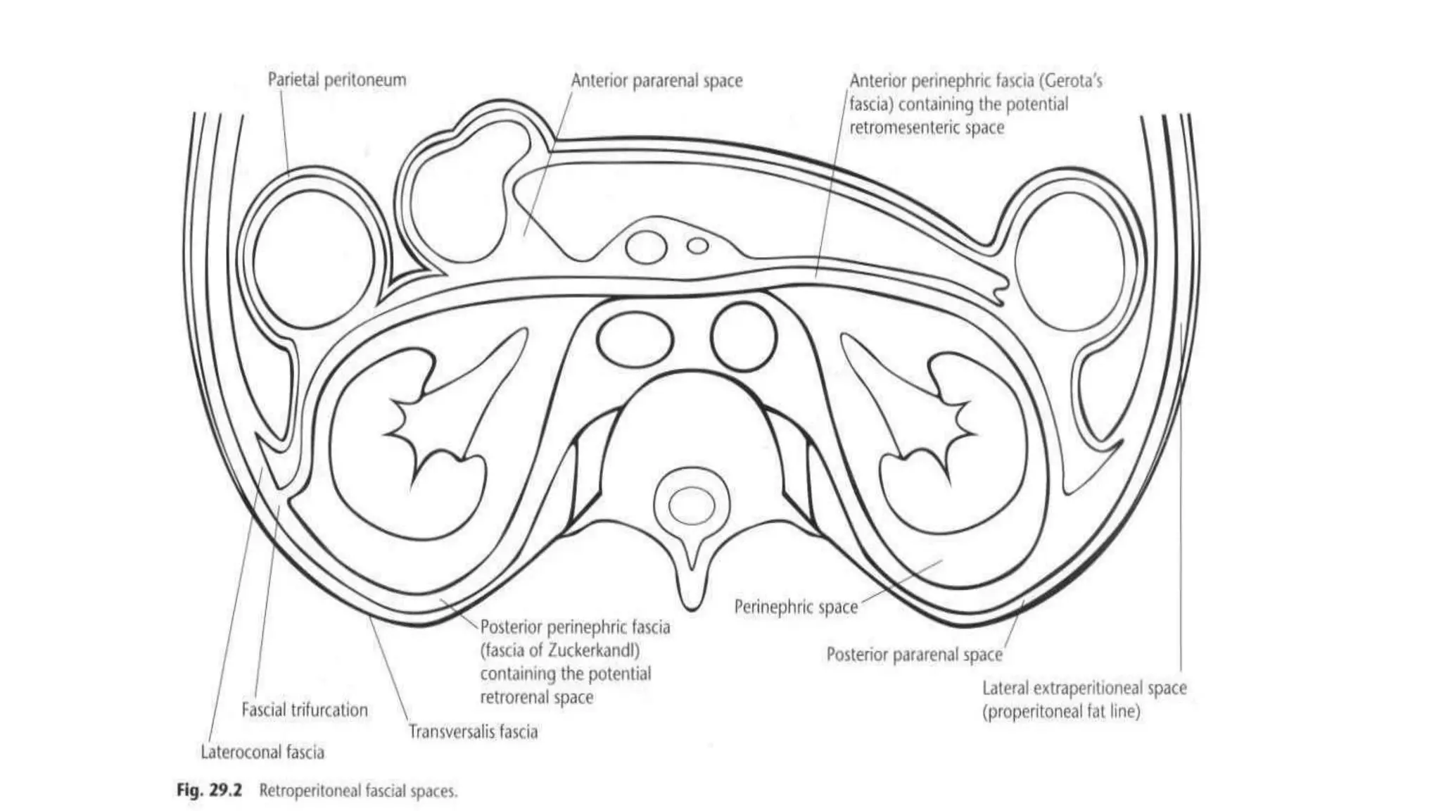 Anatomy of genitourinary system | PPTX