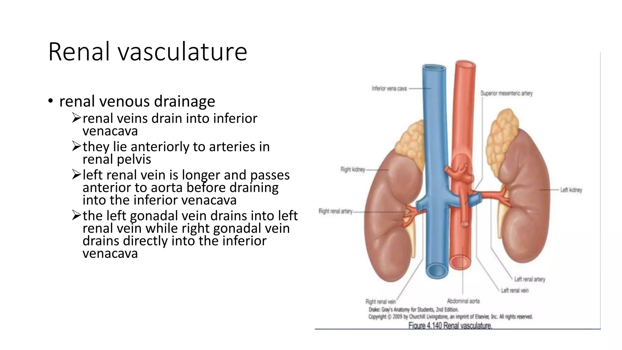 Anatomy of genitourinary system | PPTX