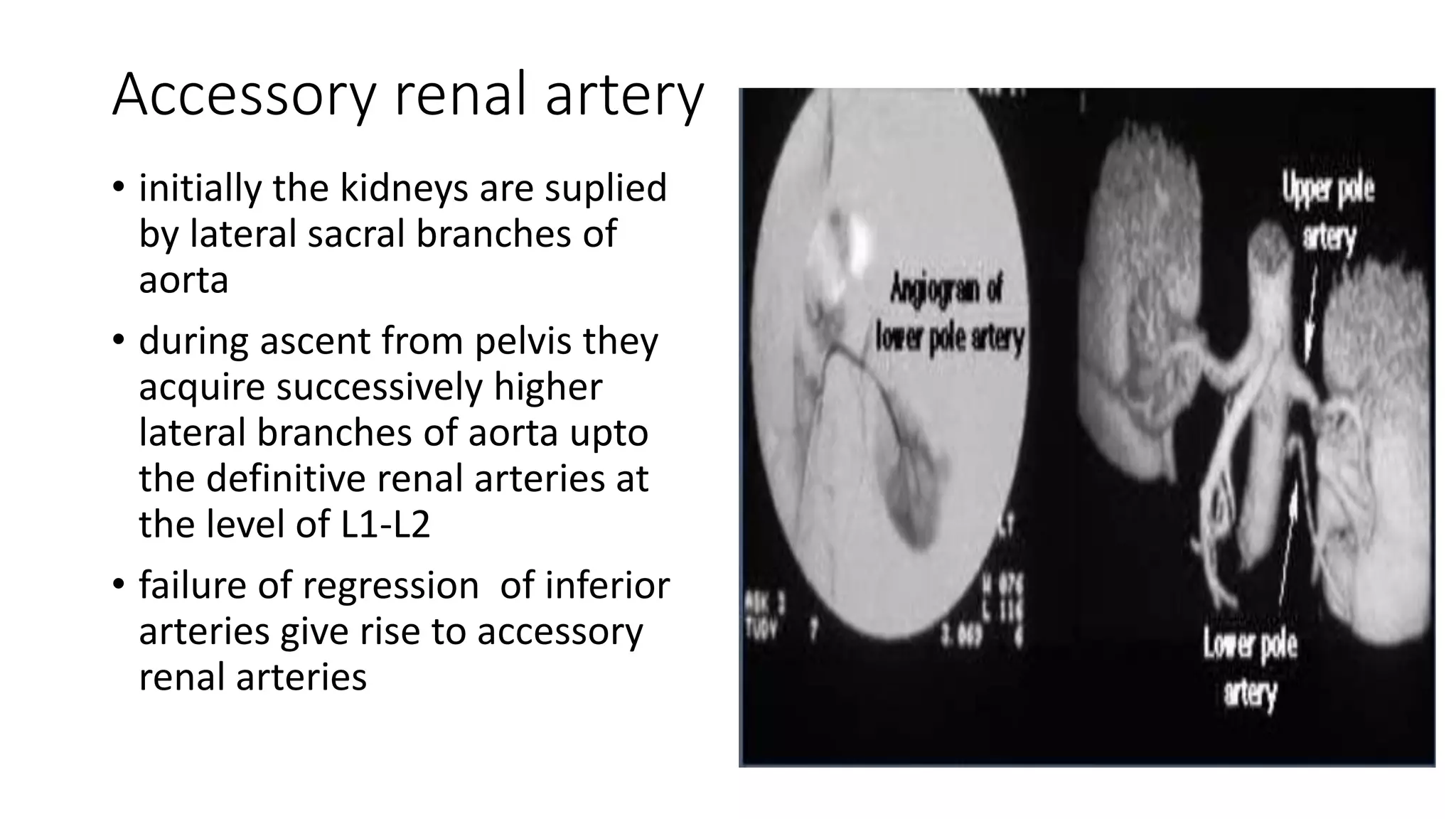 Anatomy of genitourinary system | PPTX